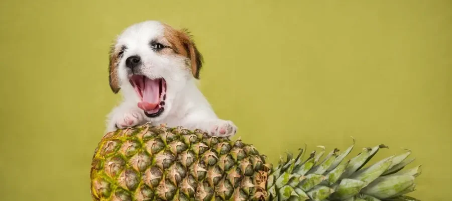 Can Dogs Eat Pineapple? Benefits, Risks & Feeding Tips